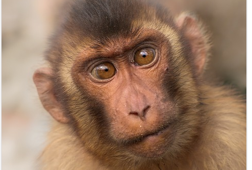 Scientists Put Human Gene into Monkeys to Make Them Smarter and More ...